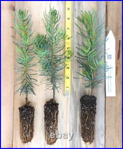 Grand Fir, 1 YR Plugs- Landscape, Windbreak, Timber Tree or Christmas ...